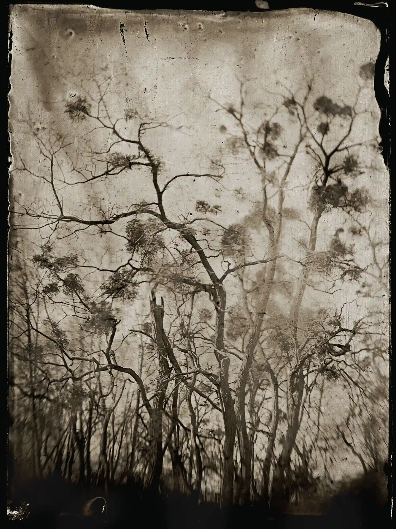 Lucidum silva by Arthur Jakubowski, Photography, Large-format film ...