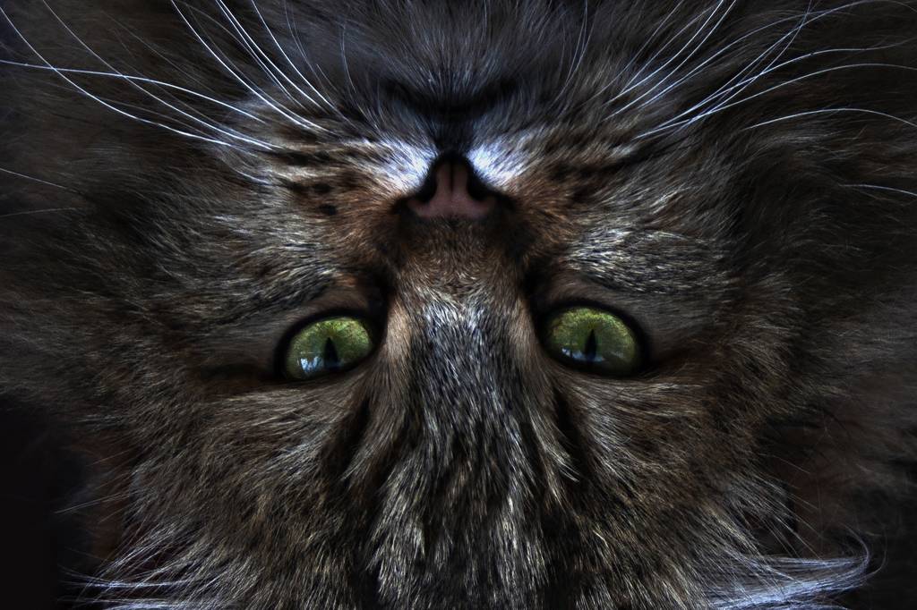 Priest's cat by Nelli Zolotaya, art work | Art Limited