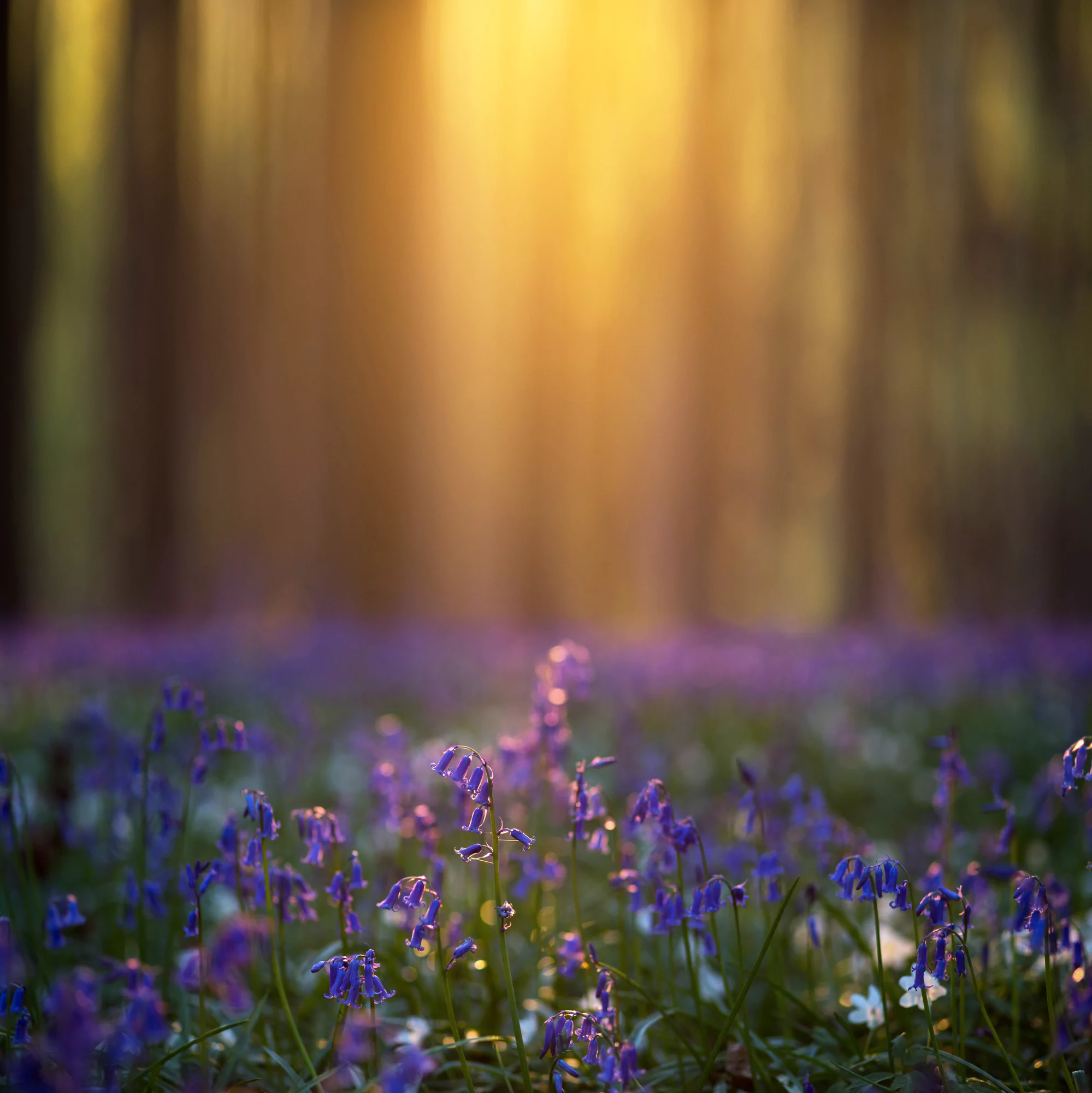 La fôret magique by Lidia Vanhamme, art work | Art Limited